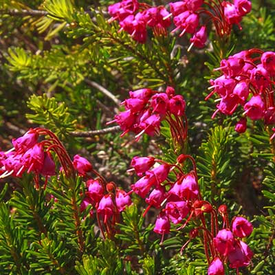 Native plants and blossoms at Crystal