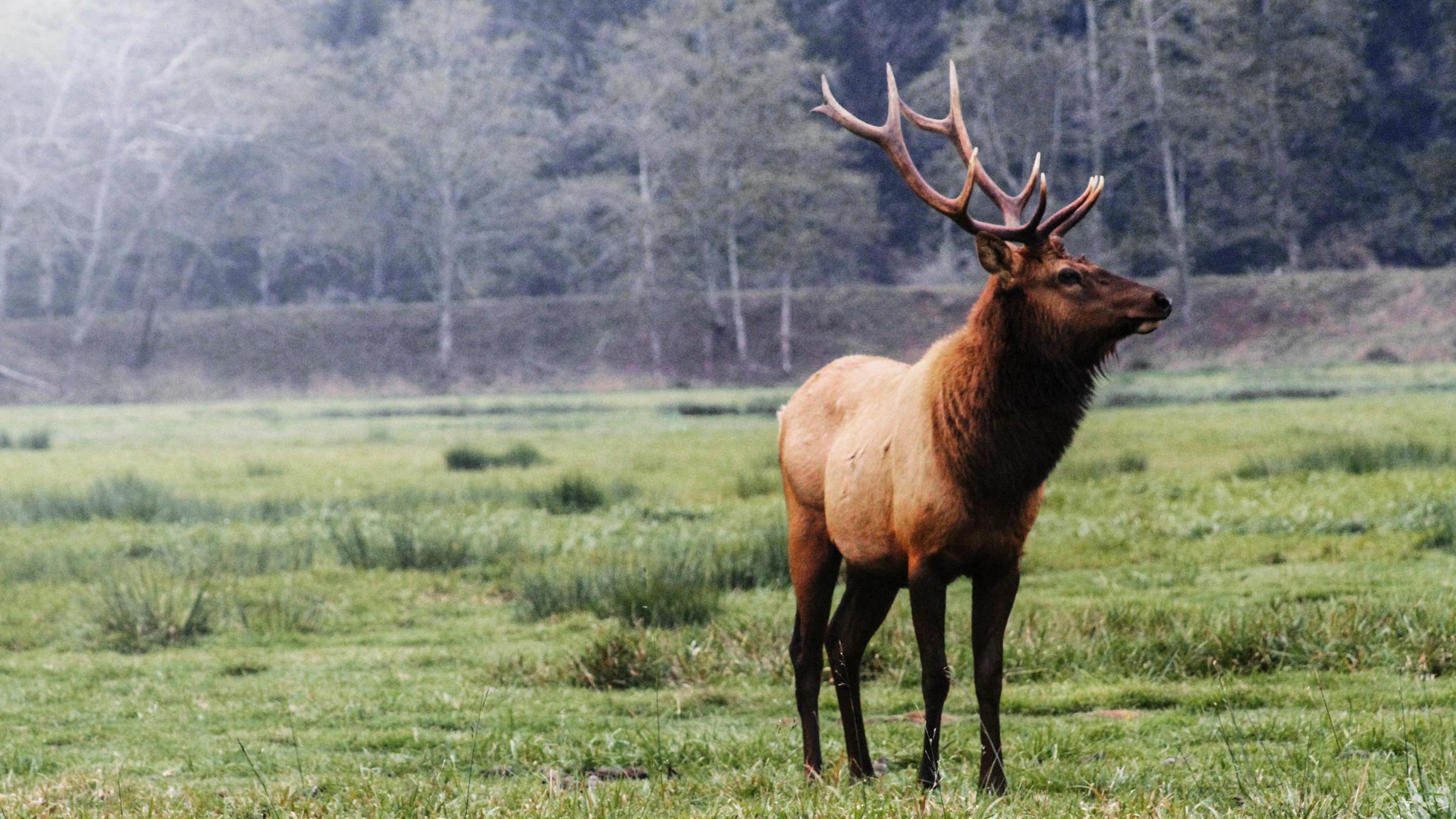 Elk